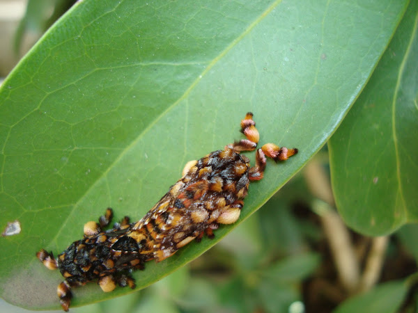 Hag moth | Project Noah