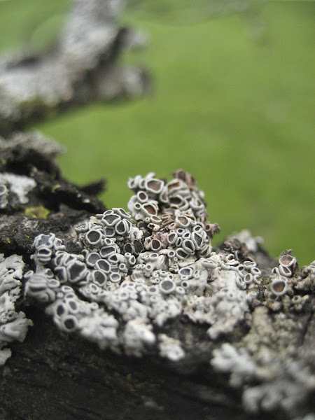 Lichens | Project Noah