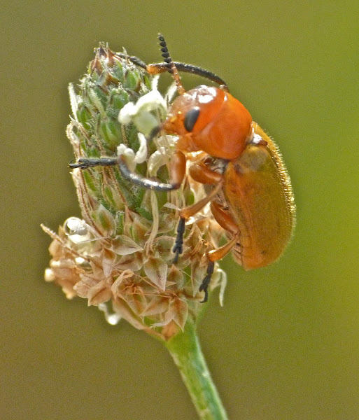 Clay-colored leaf beetle | Project Noah