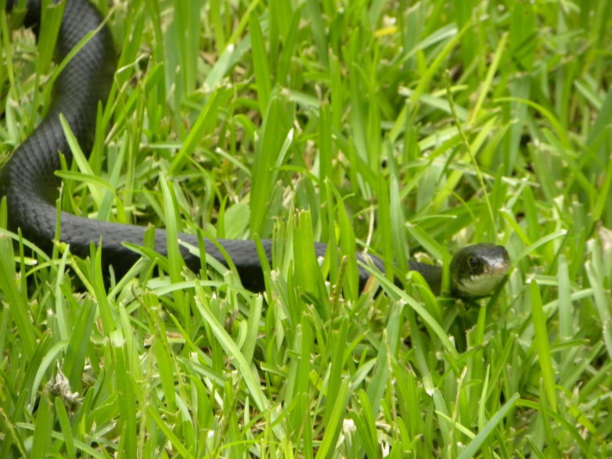Southern Black Racer?? | Project Noah