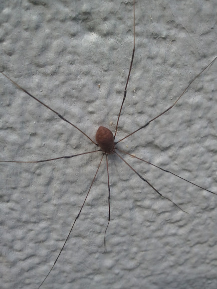 Opiliones (Harvestman) | Project Noah