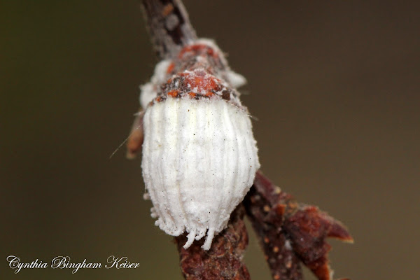 Cottony Cushion Scale | Project Noah