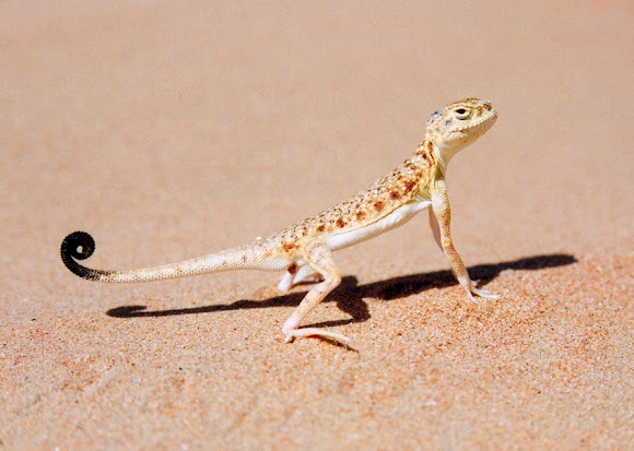 Toad-headed Agama | Project Noah