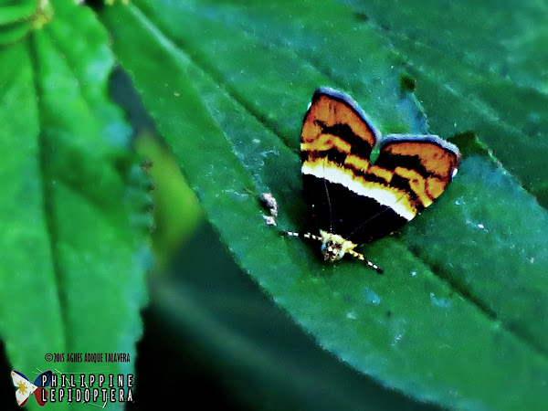 Metalmark Moth | Project Noah
