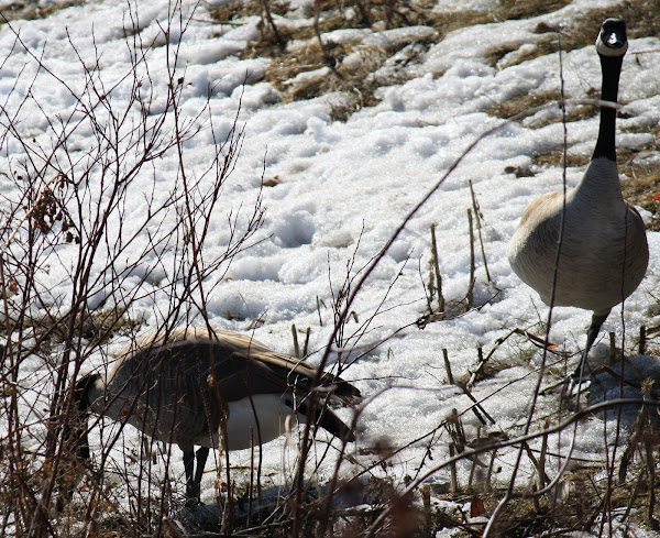 Canada Goose | Project Noah