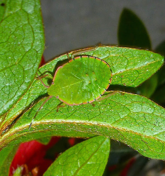 Stink Bug Nymph on Azalea | Project Noah