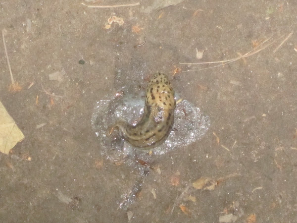 tiger slug | Project Noah