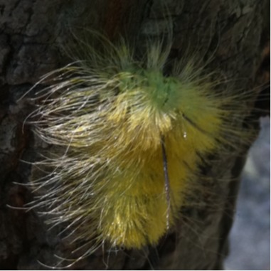 American Dagger Moth caterpillar | Project Noah
