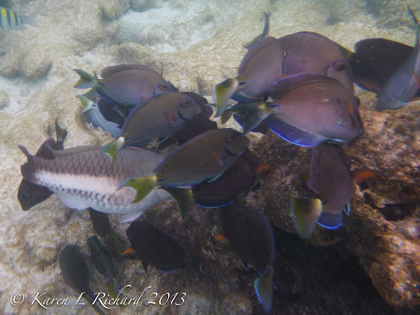 Doctorfish tang | Project Noah