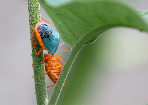 Turquoise Shield Bug | Project Noah
