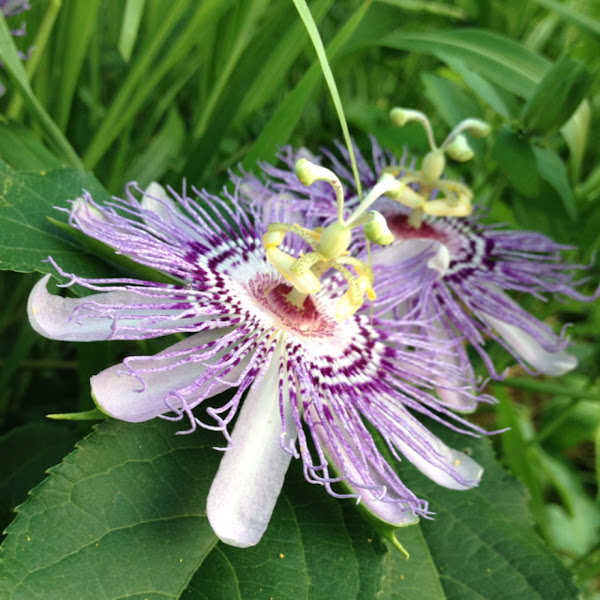 Passionflower | Project Noah