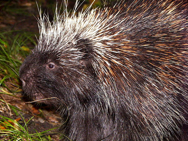 North American Porcupine | Project Noah