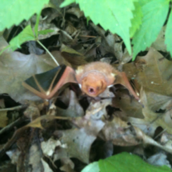 Eastern red bat | Project Noah