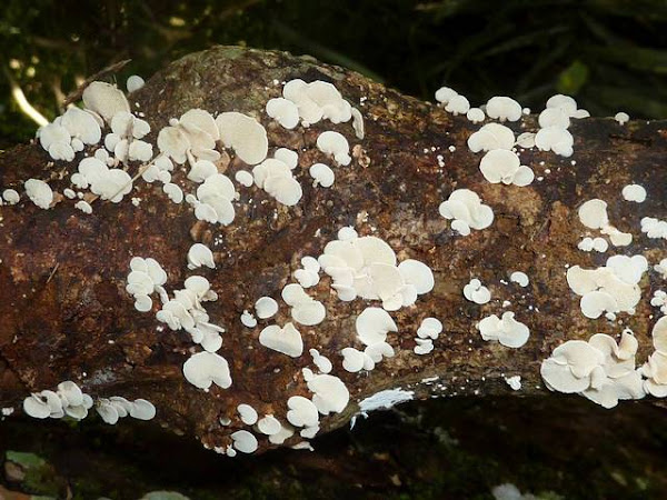 Hongo | Project Noah