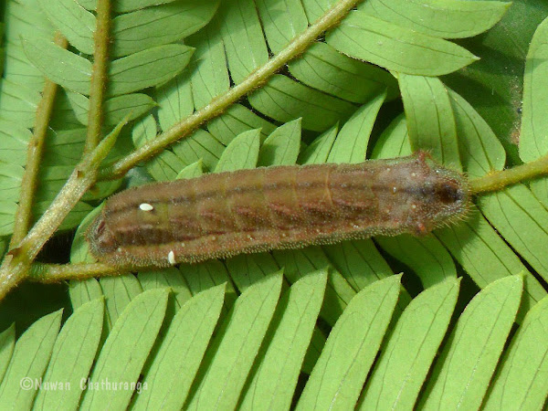 Larvae of Common Acacia Blue | Project Noah