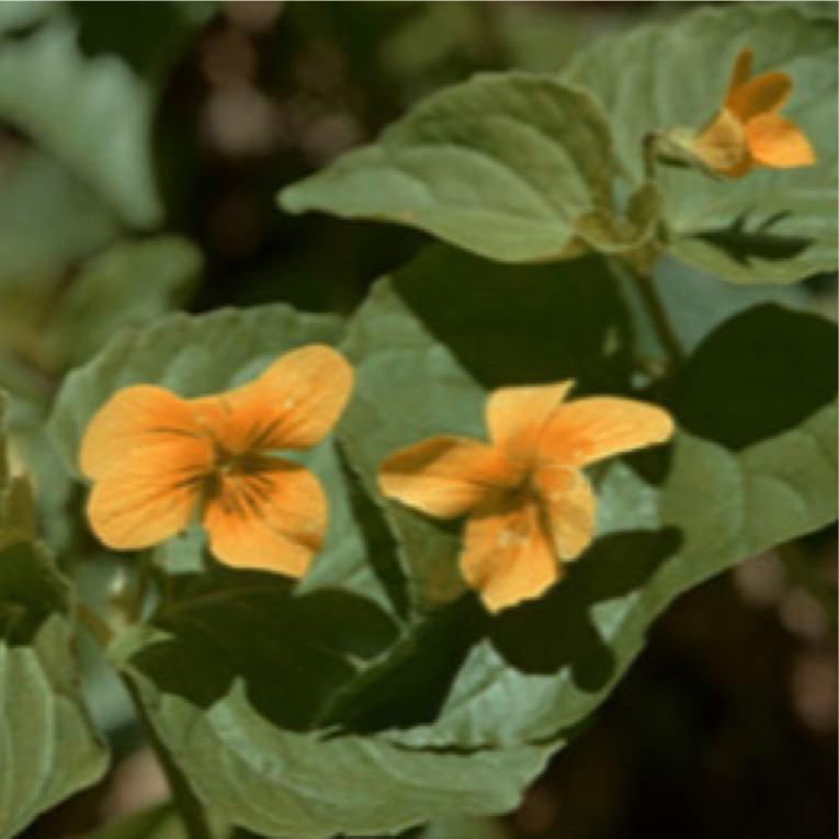 Stream violet | Project Noah