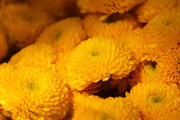 Yellow Button Mums | Project Noah