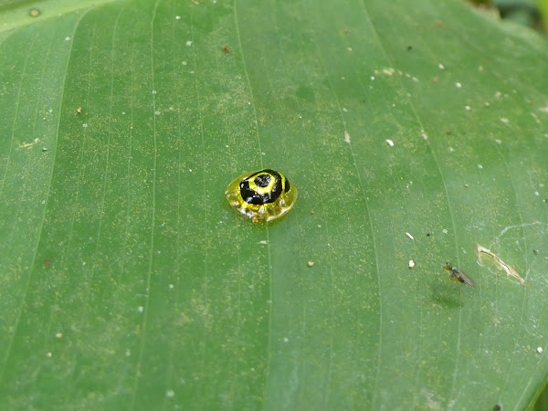 Target beetle | Project Noah