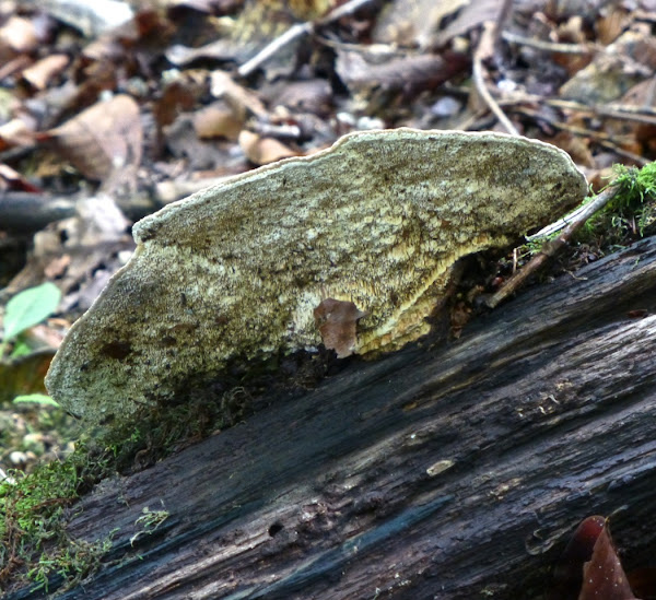 Polyporales | Project Noah