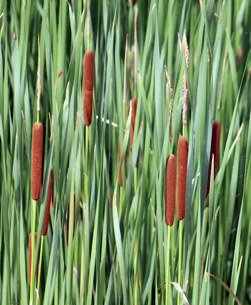 Cattail | Project Noah