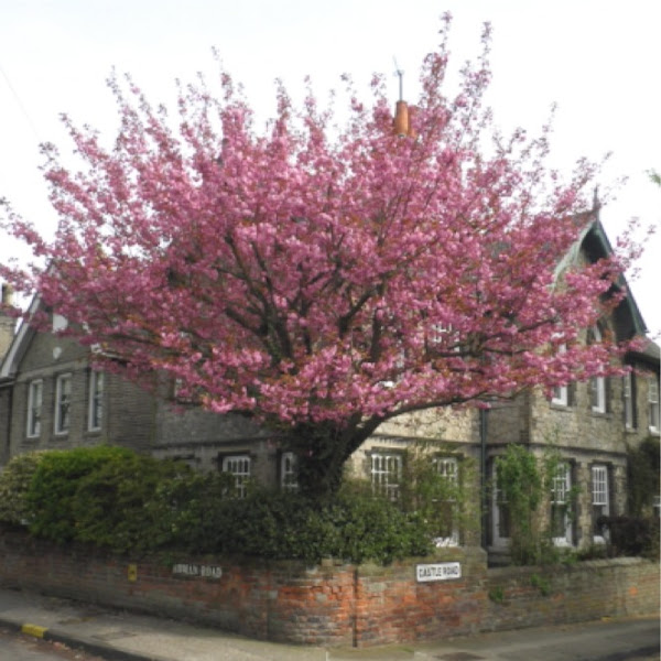 Cherry tree | Project Noah