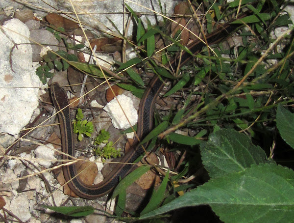 Schmidt's Black-striped Snake | Project Noah