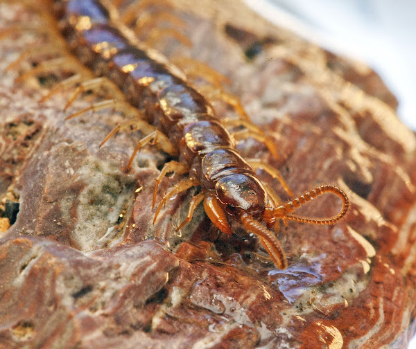 Brown Centipede | Project Noah