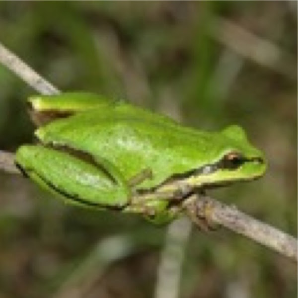 Pacific Treefrog | Project Noah