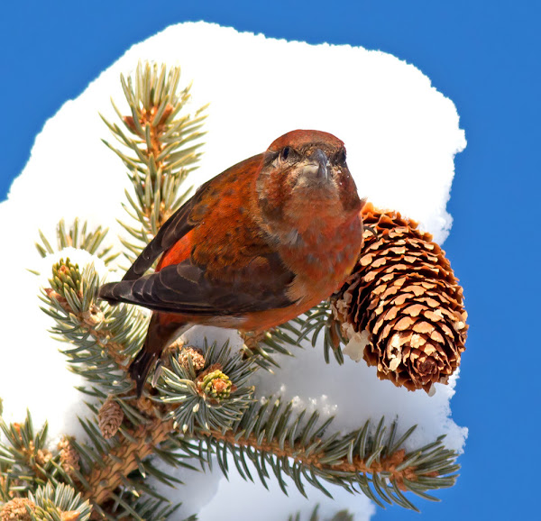 Red Crossbill | Project Noah