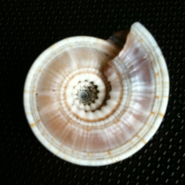 Perspective sundial shell | Project Noah