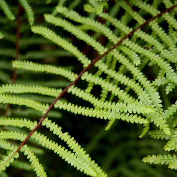 Scrambling Coral Fern | Project Noah