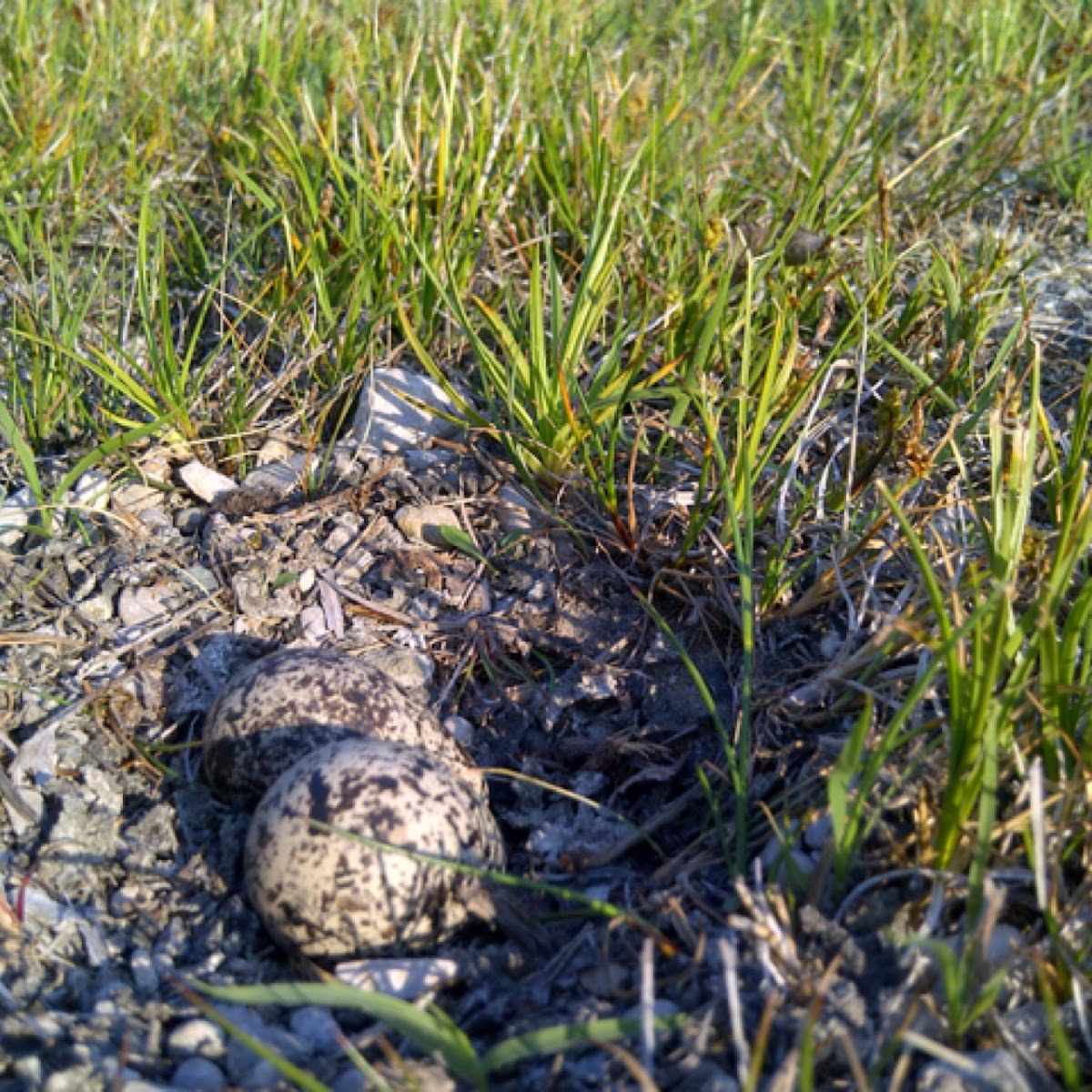 Spotting | Project Noah