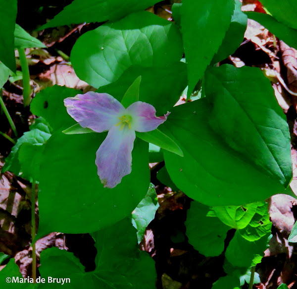 Large-flowered trillium | Project Noah