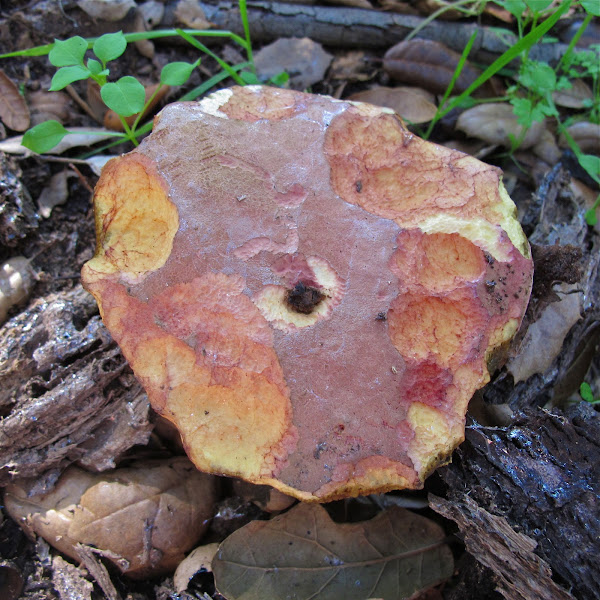 Admirable Bolete | Project Noah