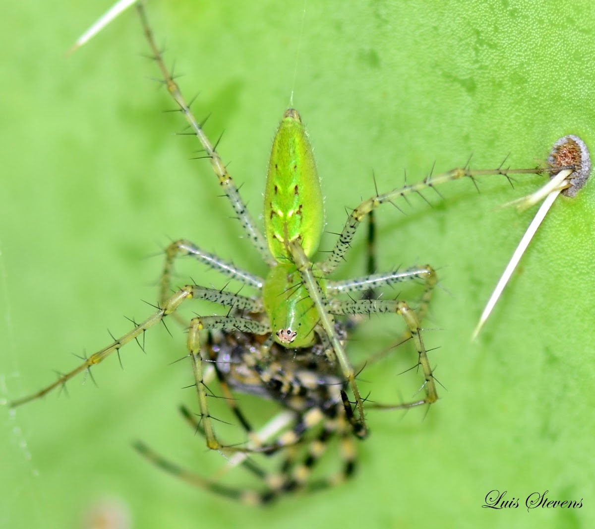 Green Lynx spider | Project Noah