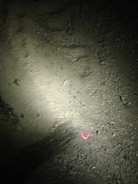 Cave Crayfish | Project Noah