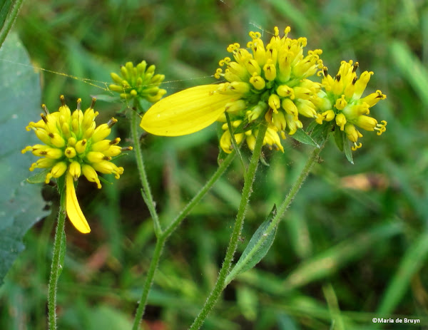 Wingstem | Project Noah