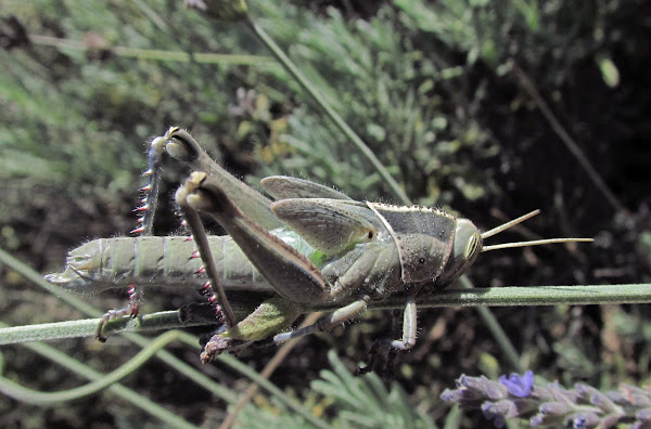 Green tree locust | Project Noah