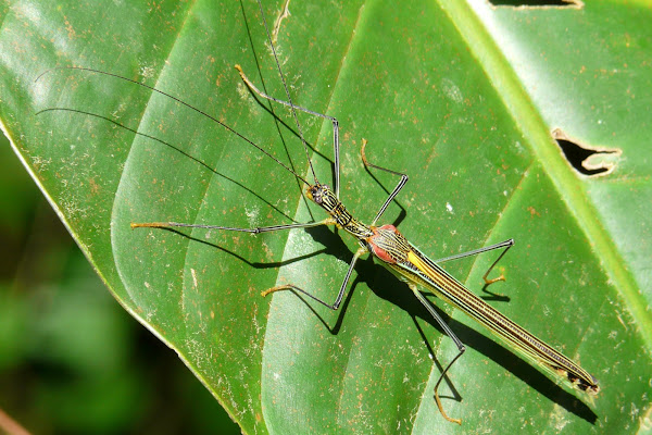 Phasmid Stick Insect | Project Noah