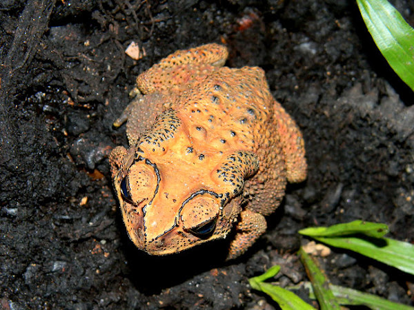Southeast Asian toad, Asian common toad, spectacled toad | Project Noah