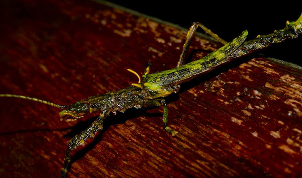 Stick Insect, Phasmid - Male | Project Noah