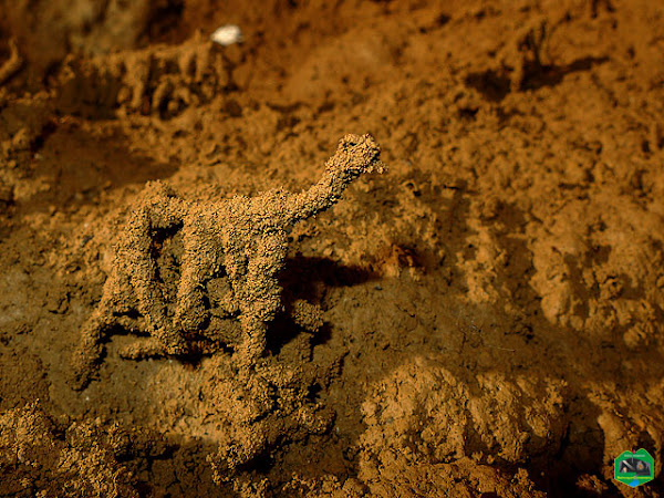 Cave insect tunnels | Project Noah