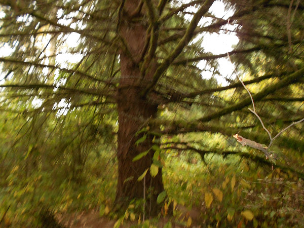 oak tree | Project Noah