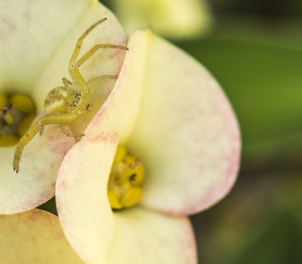 Aranha-caranguejo-das-flores | Project Noah