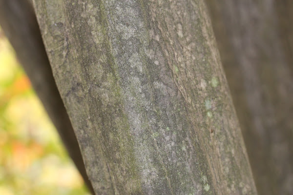 Musclewood | Project Noah