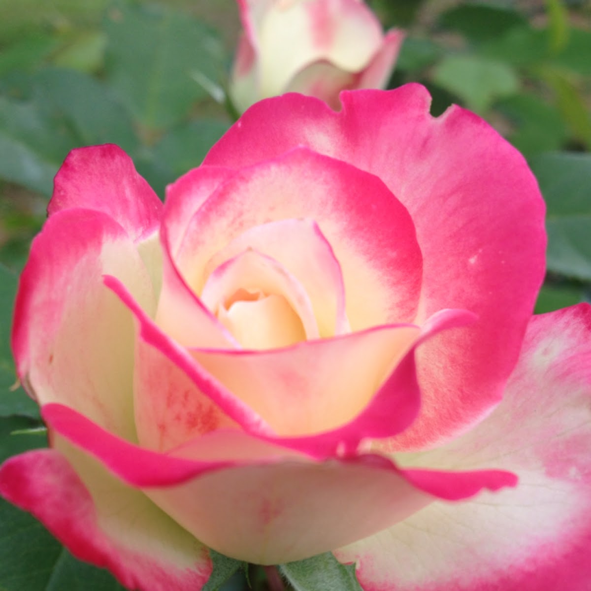 Rose hybrid "Love and Peace." | Project Noah