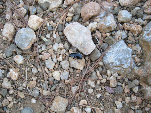 Field cockroach | Project Noah