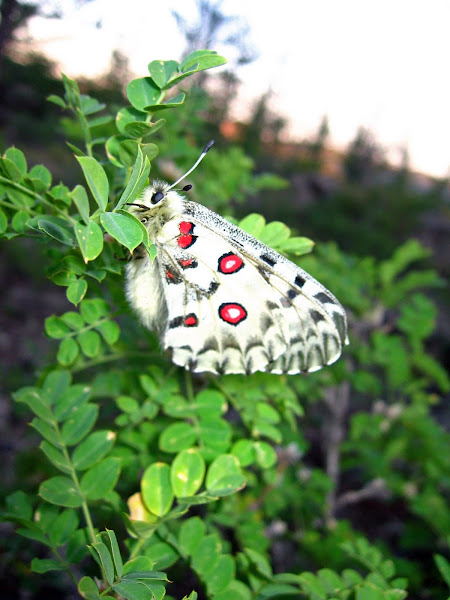 Phoebus Apollo Butterfly | Project Noah