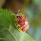 Red and gold tortoise beetle | Project Noah