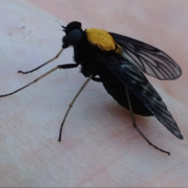 Golden-Backed Snipe Fly | Project Noah